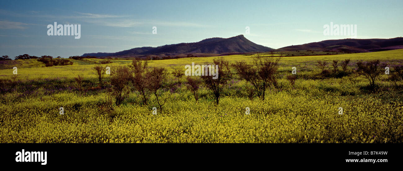 Spring flowers near Quorn, Southern Flinders Ranges, The Dutchmans ...