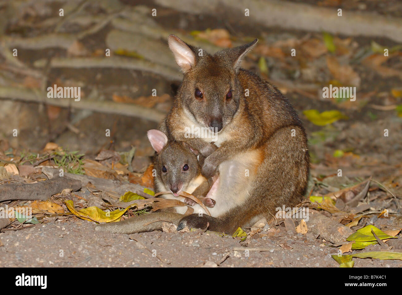 Wallaby with joey Stock Photo - Alamy