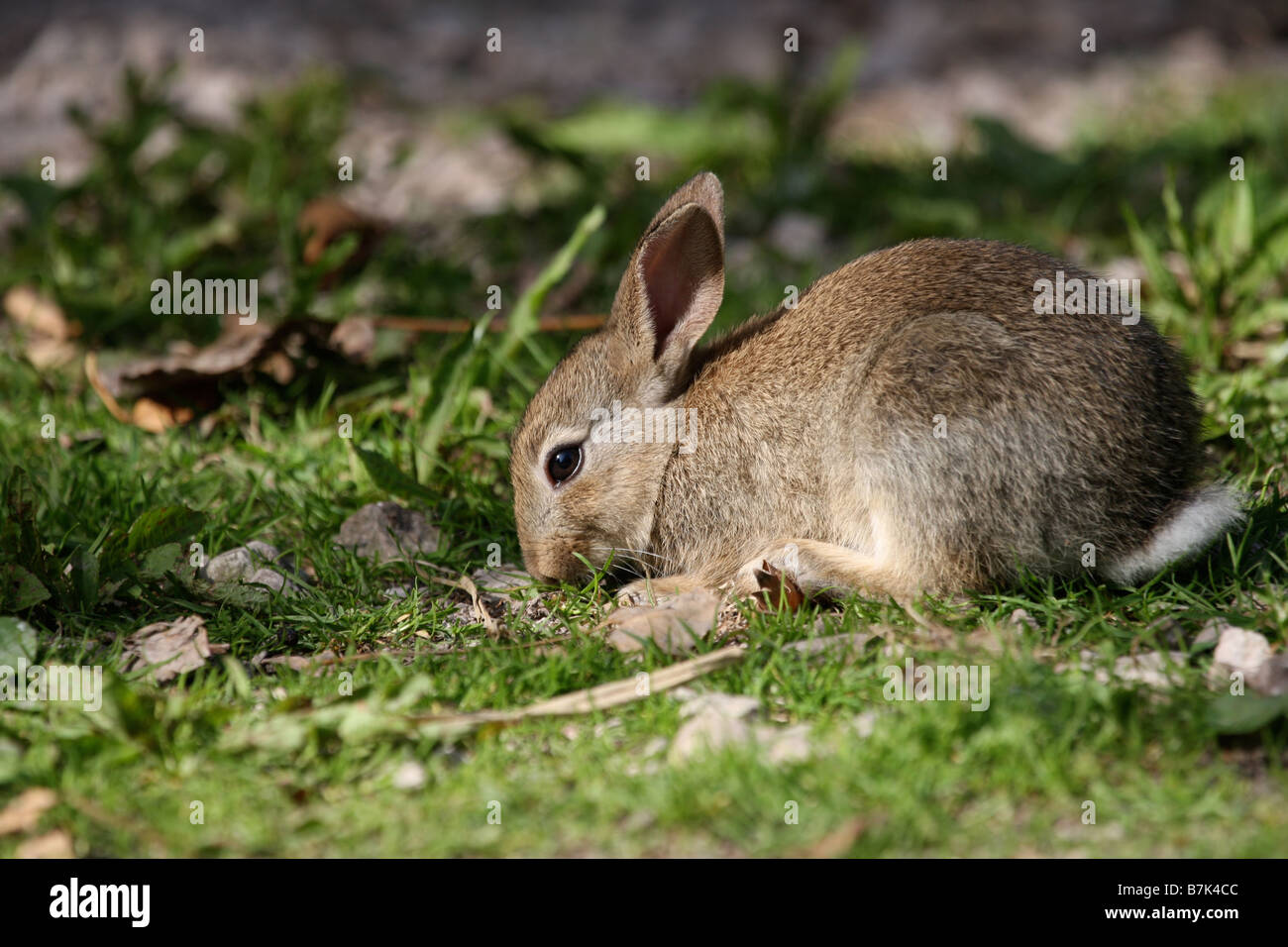 Rabbit eating leaves hi-res stock photography and images - Alamy