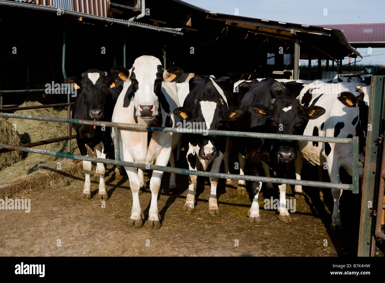Milk cows on a farm Stock Photo - Alamy