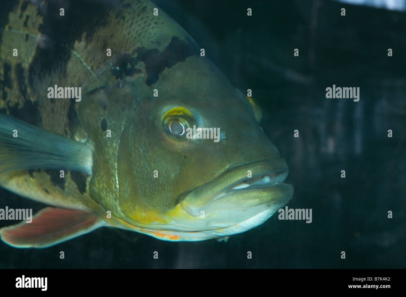 Grouper fish mexico hi-res stock photography and images - Alamy