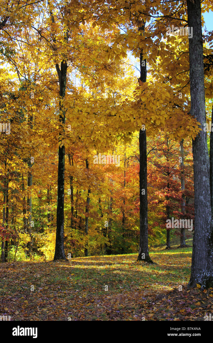 Trace and color hi-res stock photography and images - Alamy