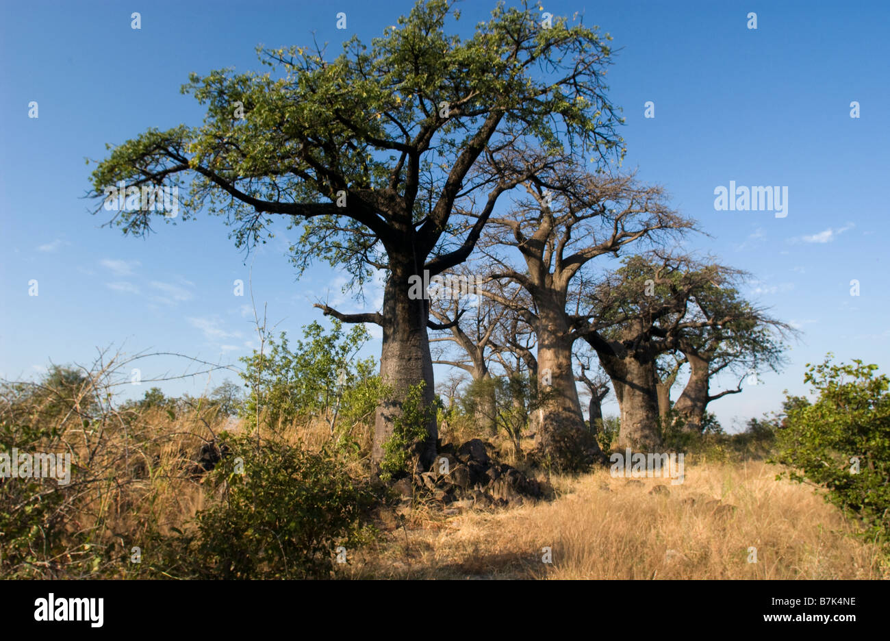 Baobab island Savuti Stock Photo - Alamy