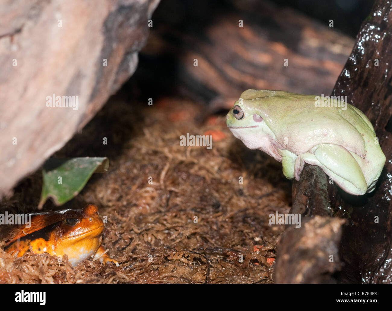 Barking Tree Frog High Resolution Stock Photography and Images - Alamy