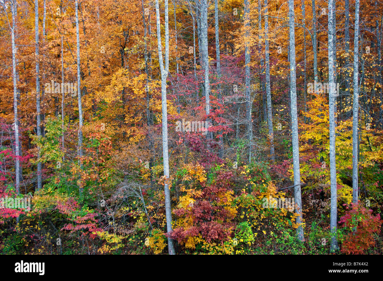 Fall Trees Natchez Trace Pkwy Tennessee USA Stock Photo - Alamy