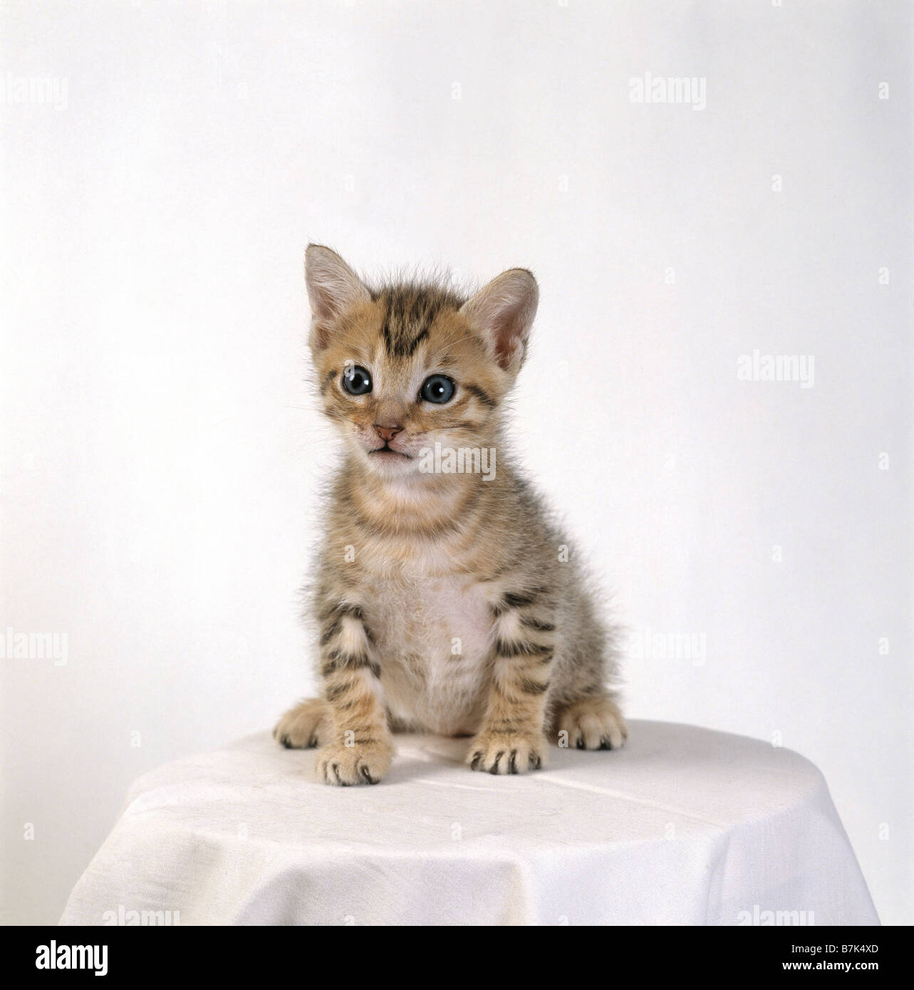 domestic cat kitten - sitting cut out Stock Photo - Alamy