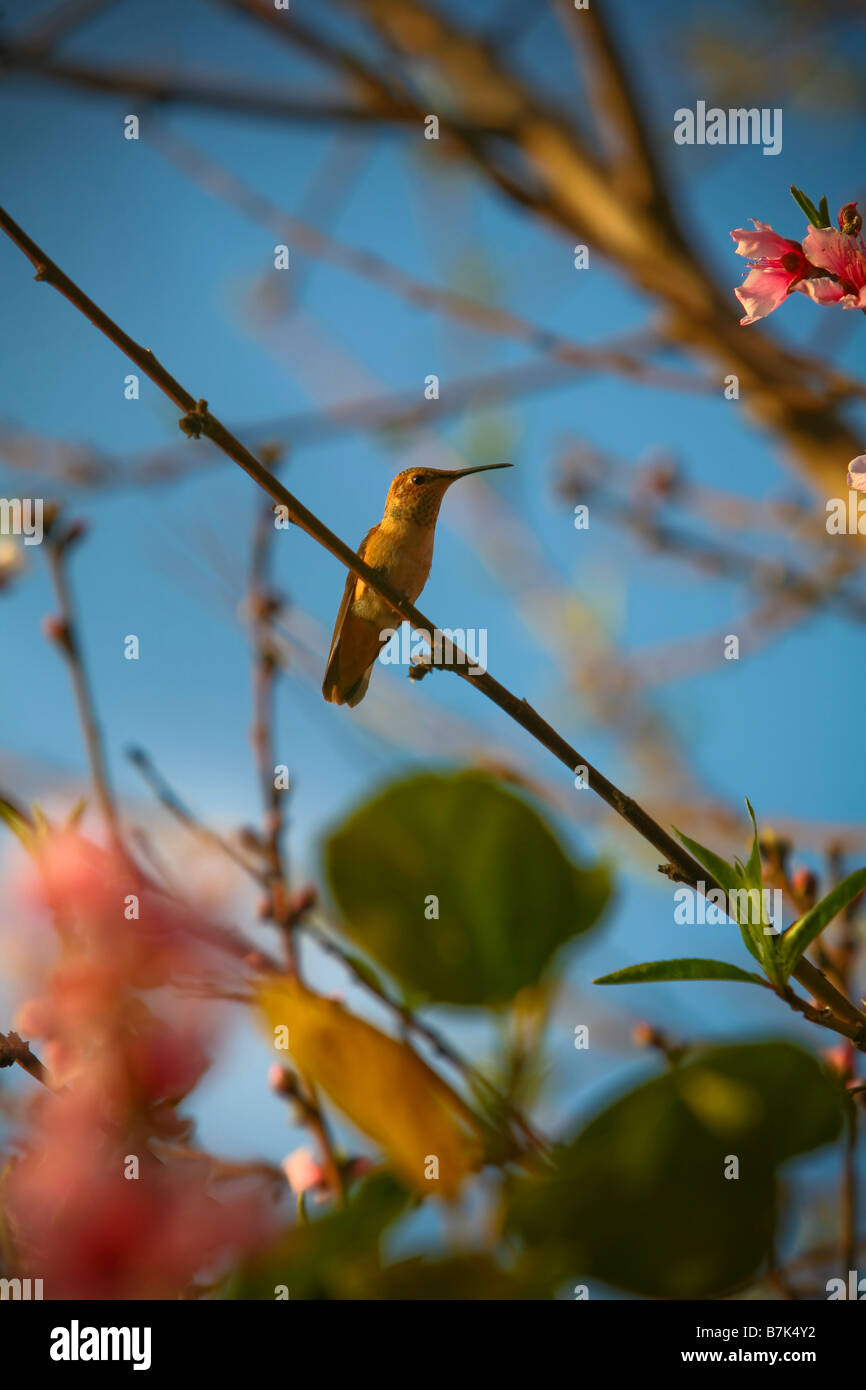 hummingbird in peach tree Stock Photo - Alamy