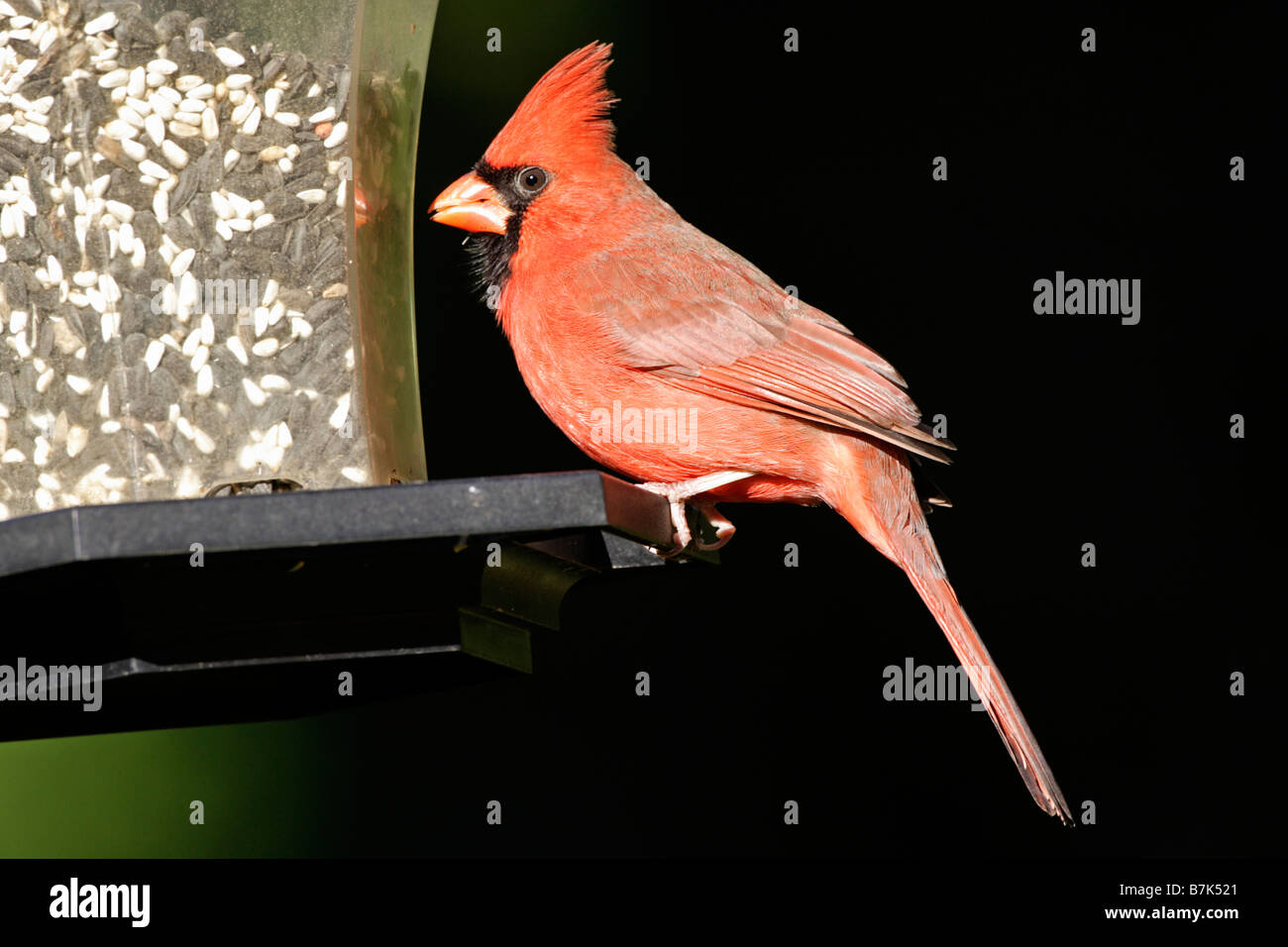 Male Northern Cardinal at garden feeder Stock Photo - Alamy