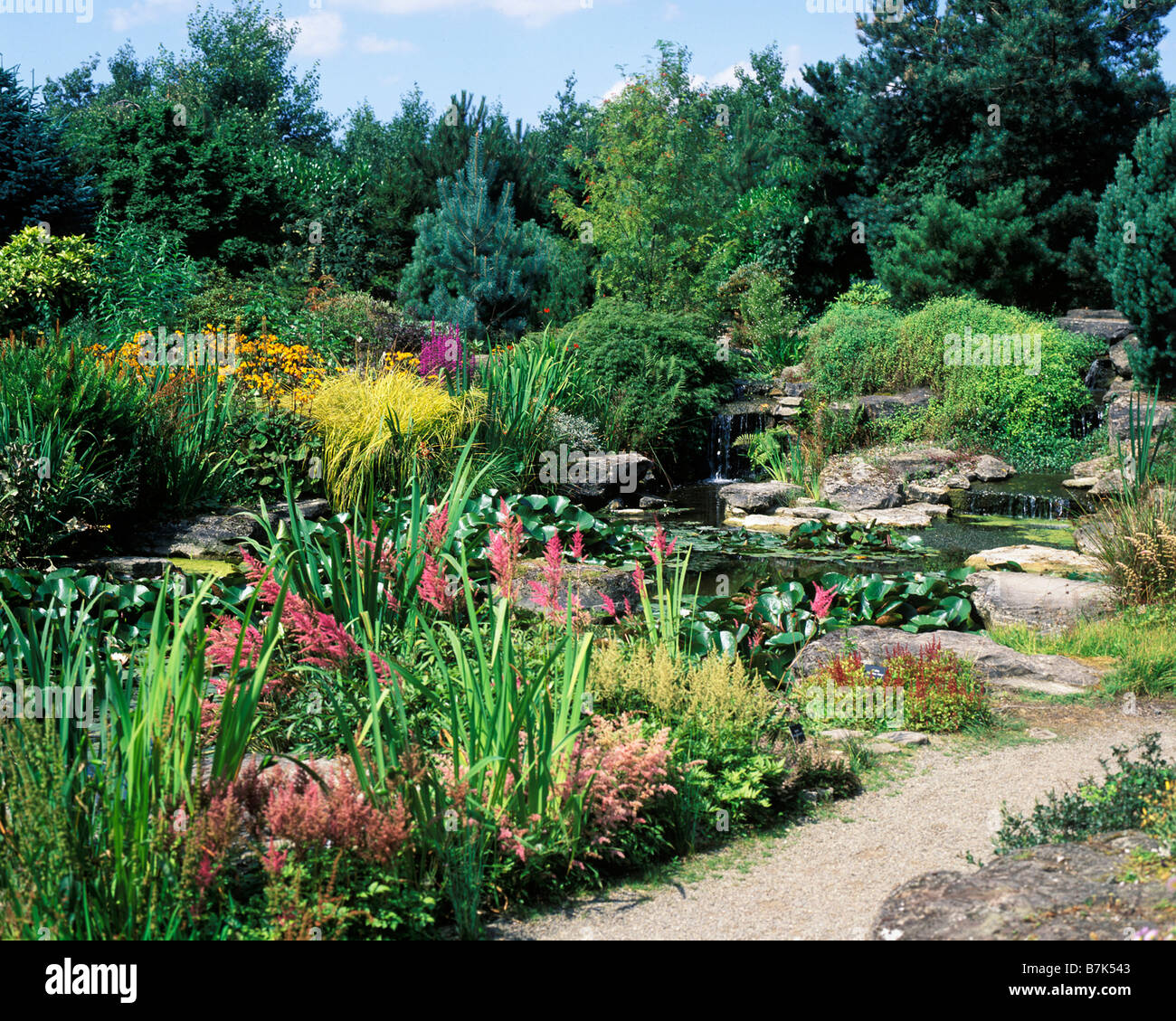 GARDEN POND WITH MARGINAL PLANTING Stock Photo - Alamy