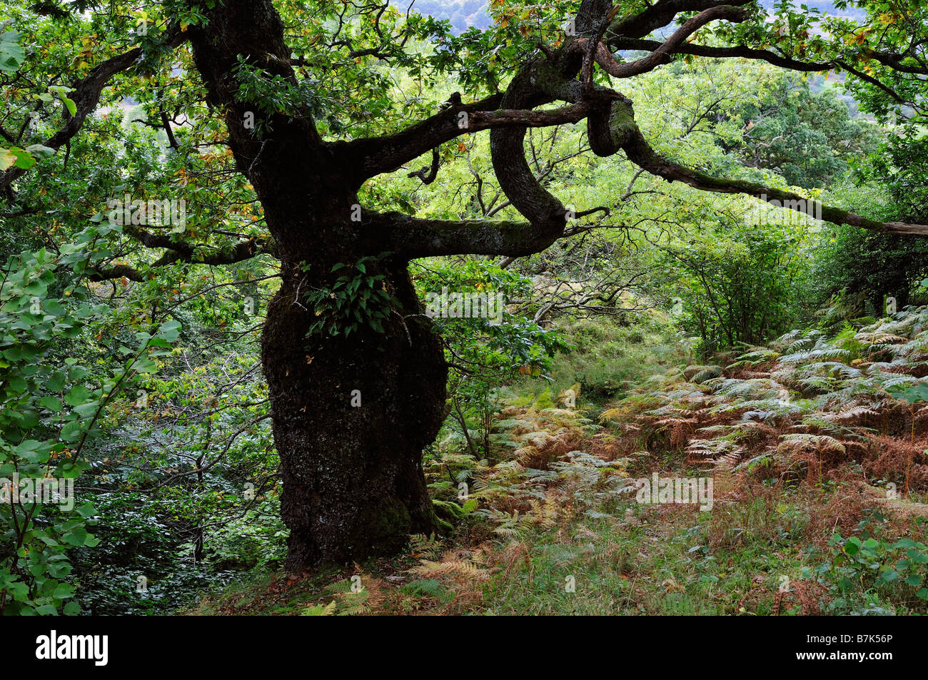 Ancient deciduous woodlands above Loch Tay Perthshire Scotland UK Stock ...