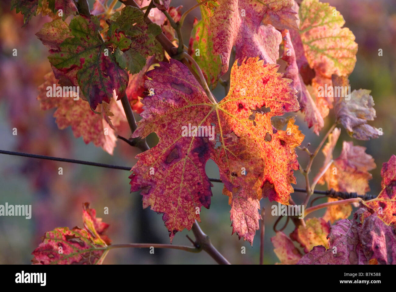 Autumn vine hi-res stock photography and images - Alamy