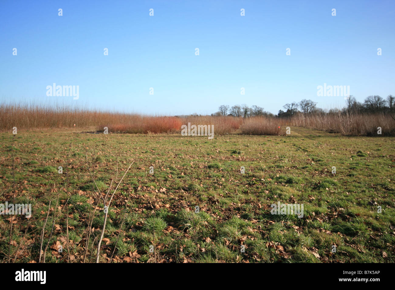 National Willow Collection Rothamsted Stock Photo - Alamy