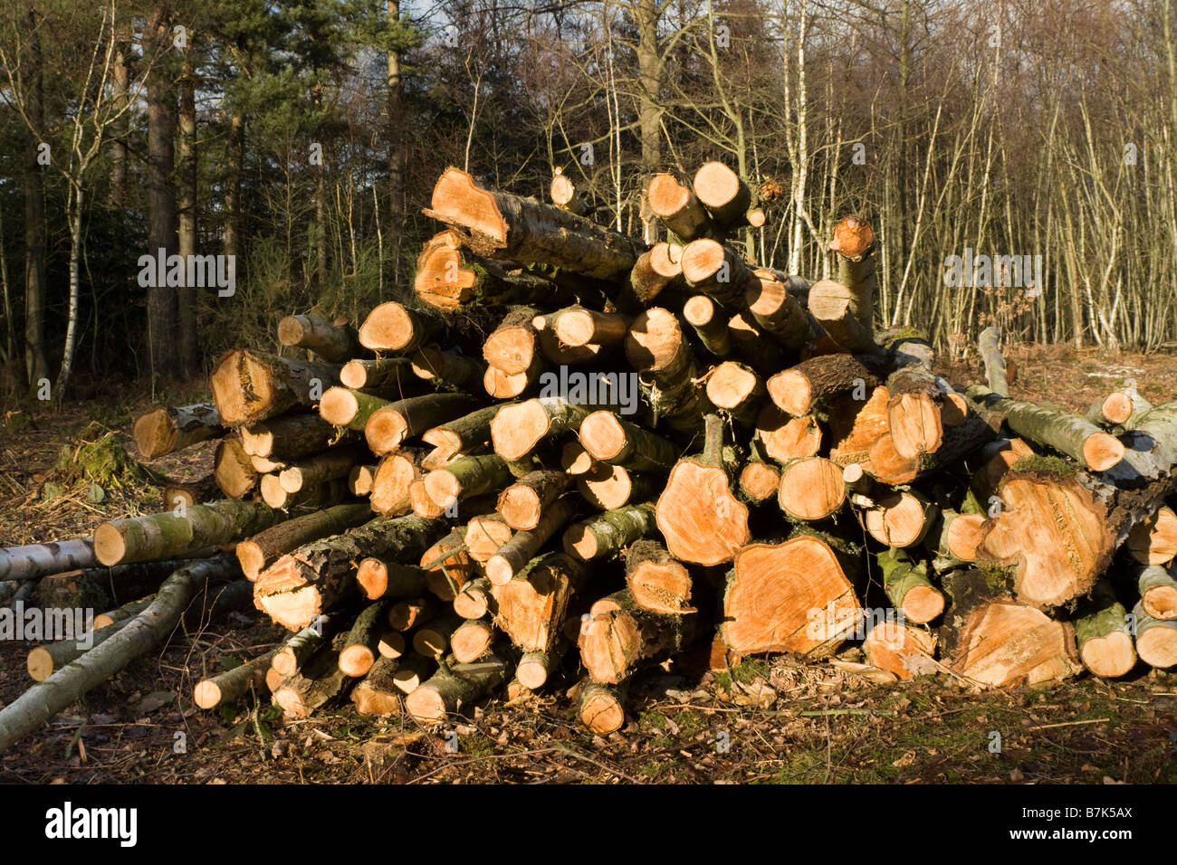 Felling wood hi-res stock photography and images - Alamy