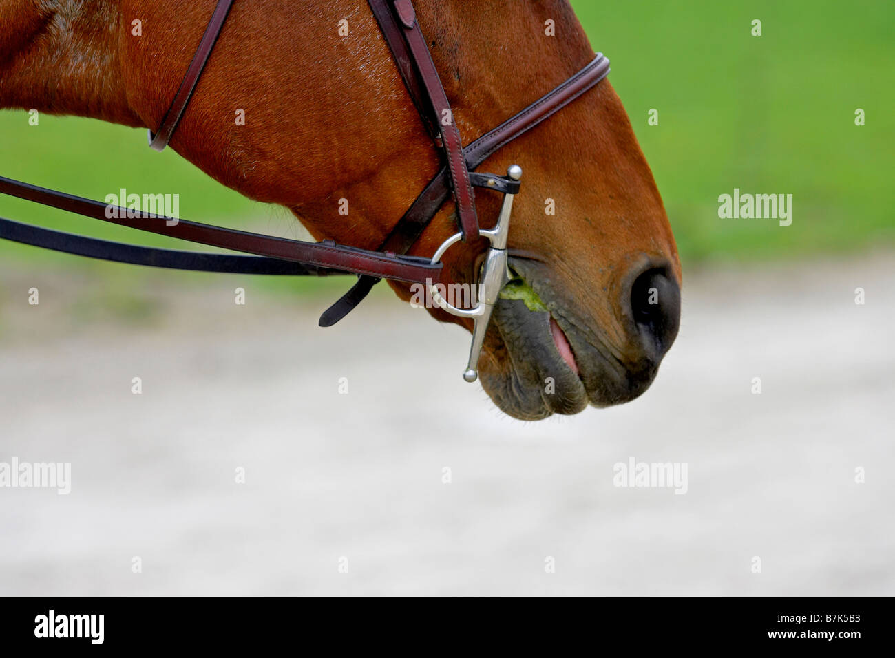 Muzzle detail hi-res stock photography and images - Alamy
