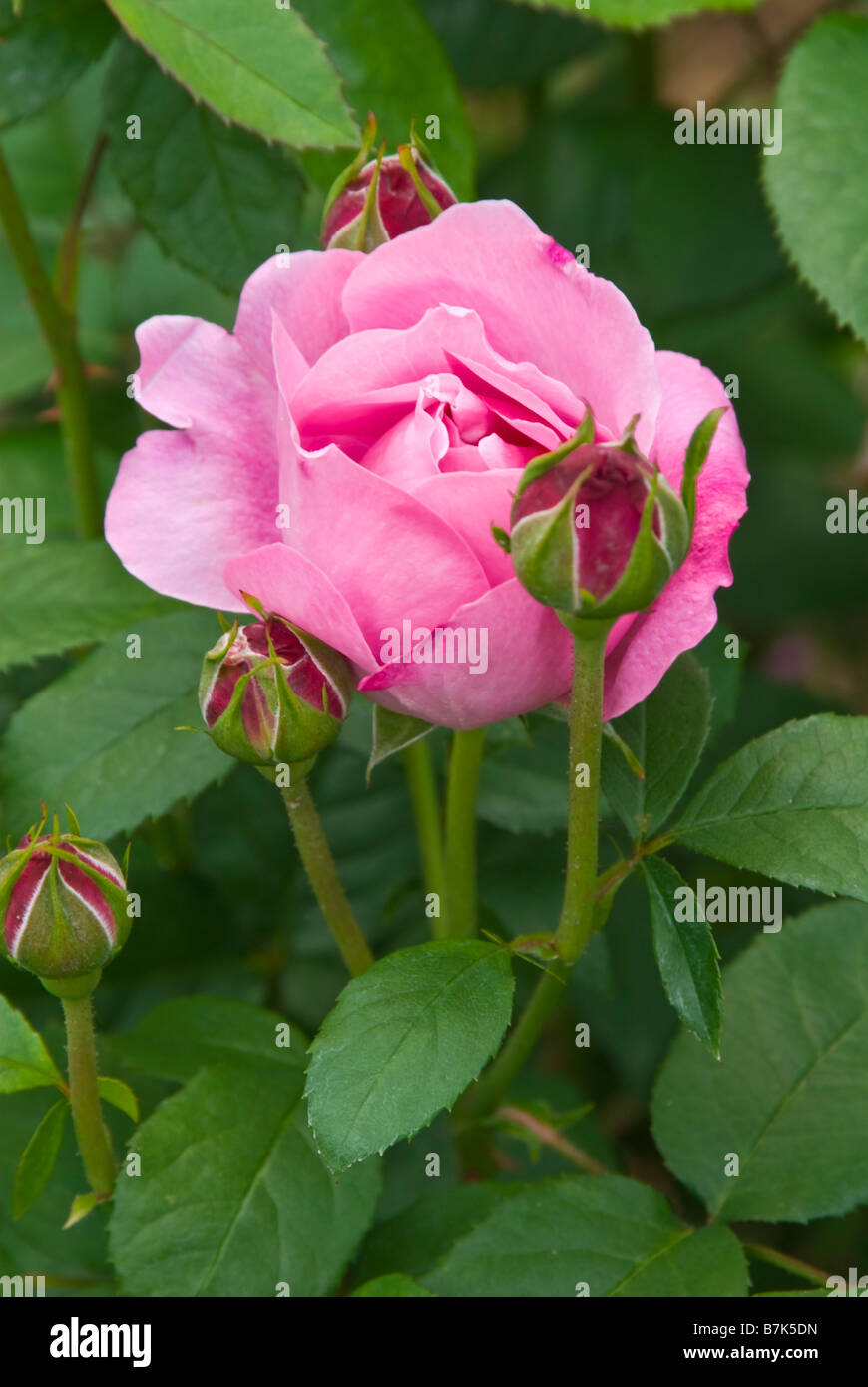 Modern shrub rose hi-res stock photography and images - Alamy