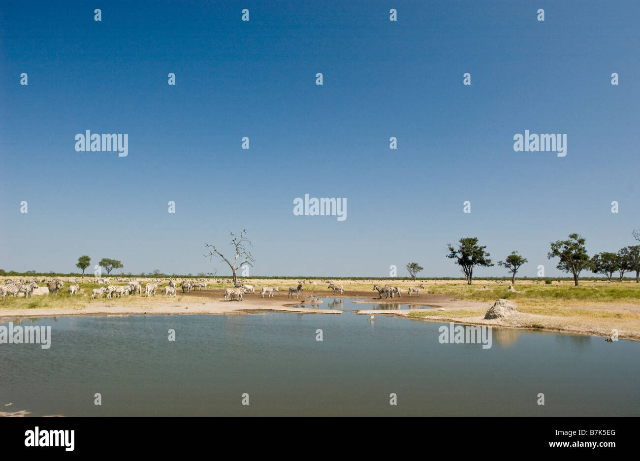 Savuti hi-res stock photography and images - Alamy