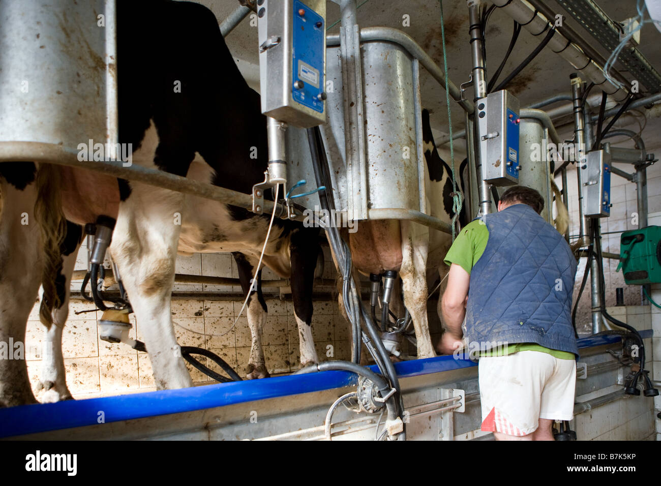 Milk cows on a farm Stock Photo - Alamy