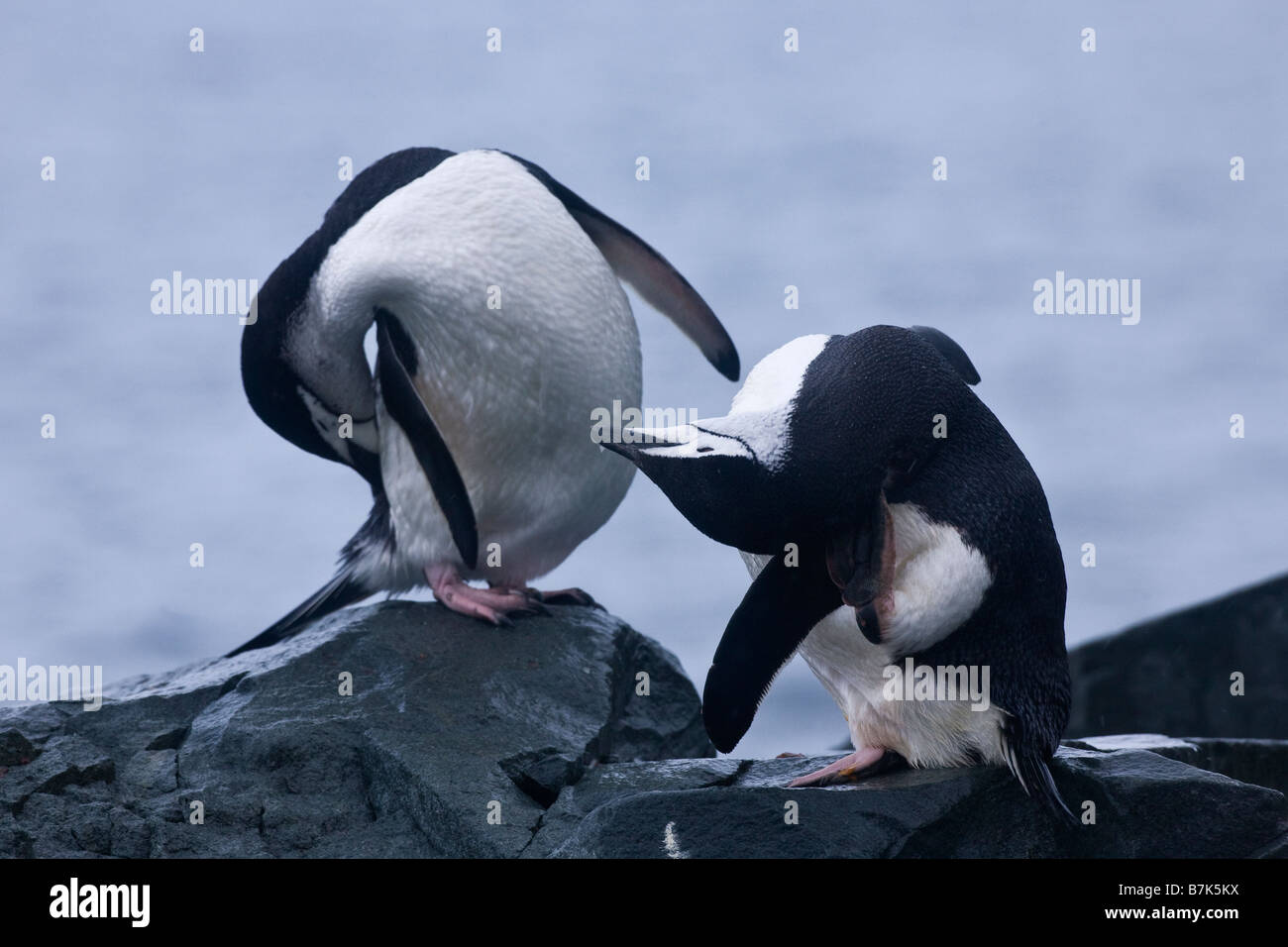 Preening penguins hi-res stock photography and images - Alamy
