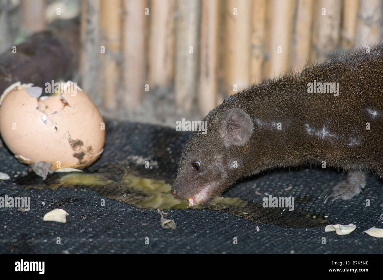 Mongoose eating egg hi-res stock photography and images - Alamy
