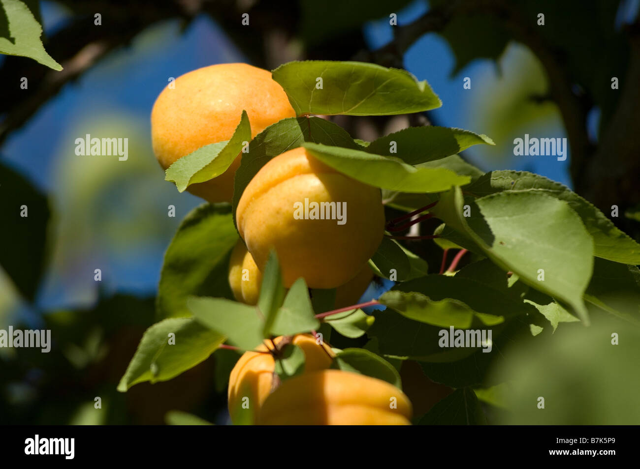 Bc tree fruits hi-res stock photography and images - Alamy