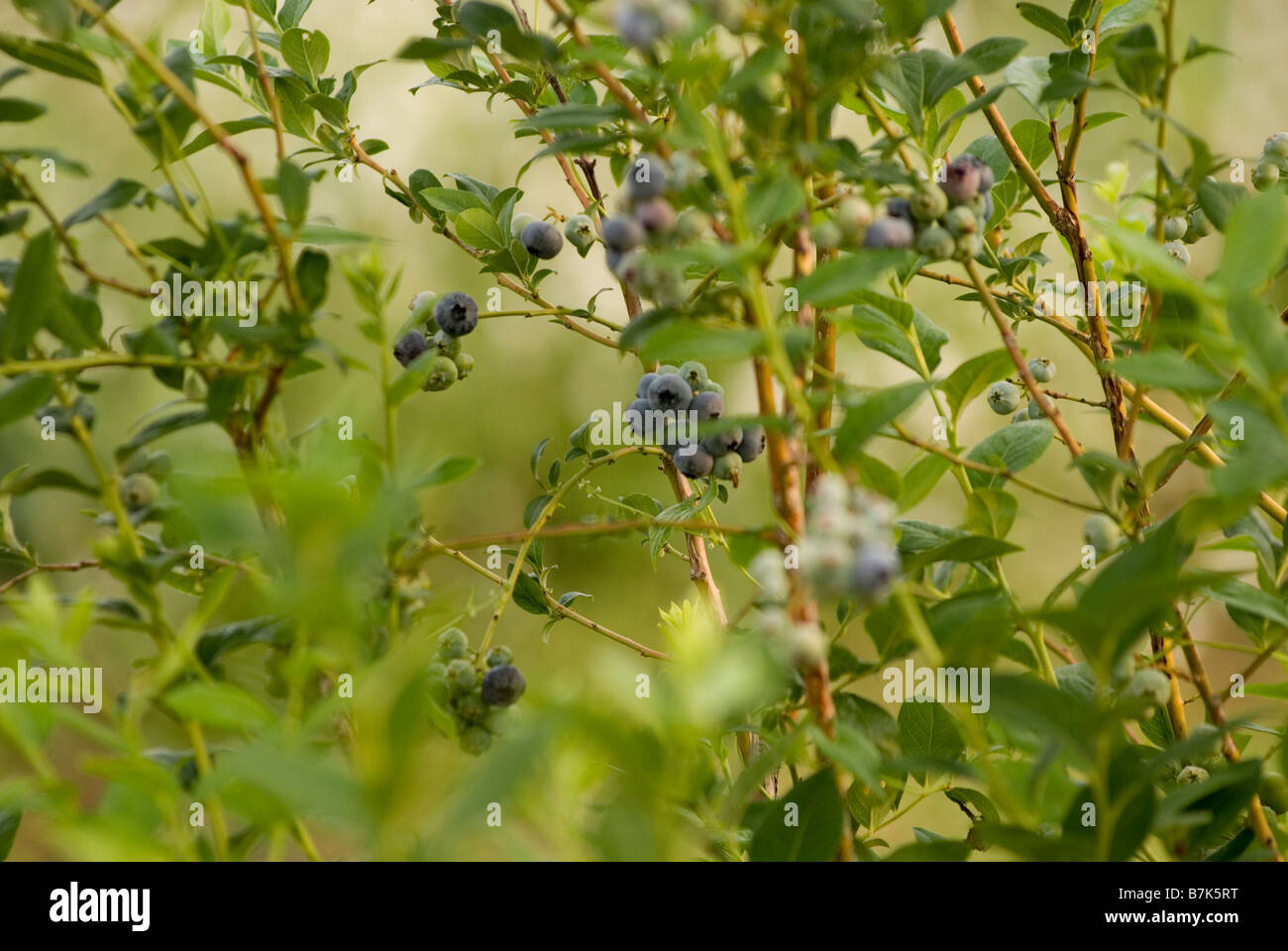 Blueberry bushes hi-res stock photography and images - Alamy