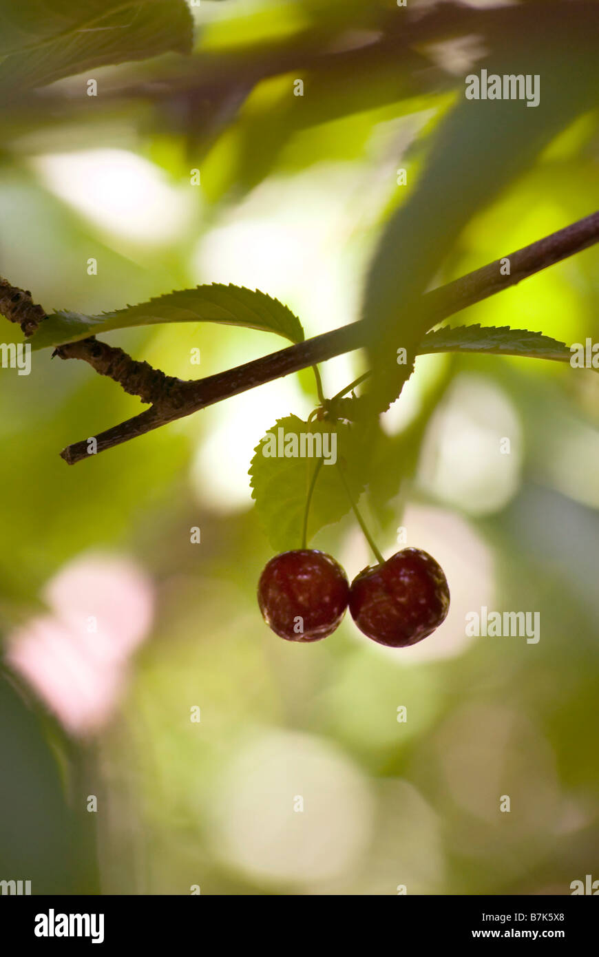Okanagan centre hi-res stock photography and images - Alamy