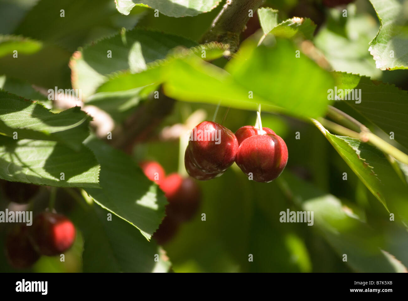 Okanagan centre hi-res stock photography and images - Alamy