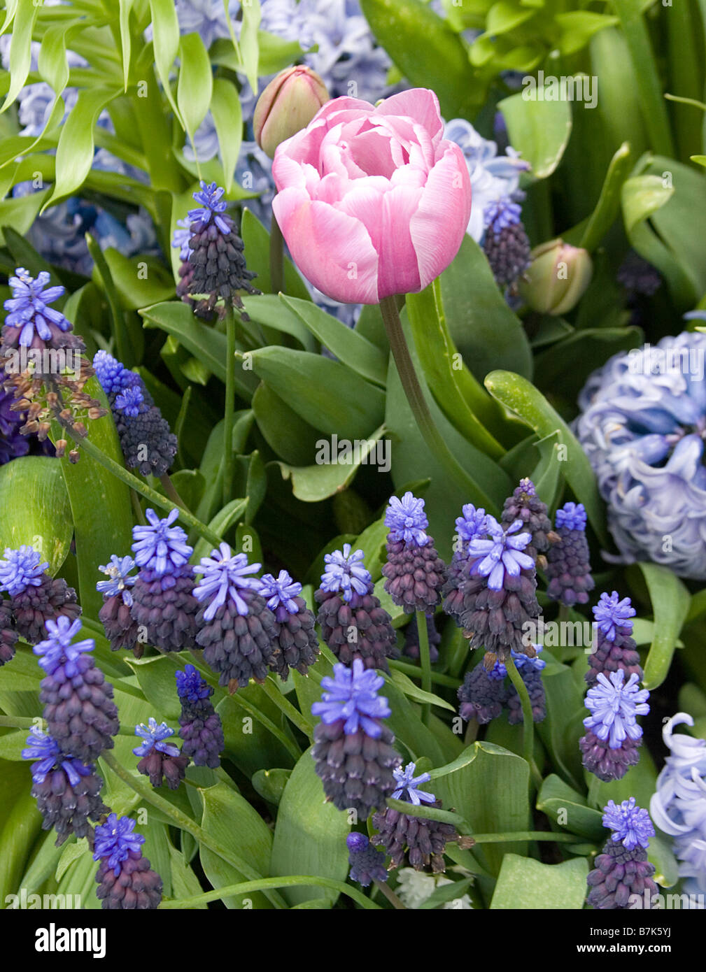 dwarf hyacinth & Tulip Stock Photo - Alamy