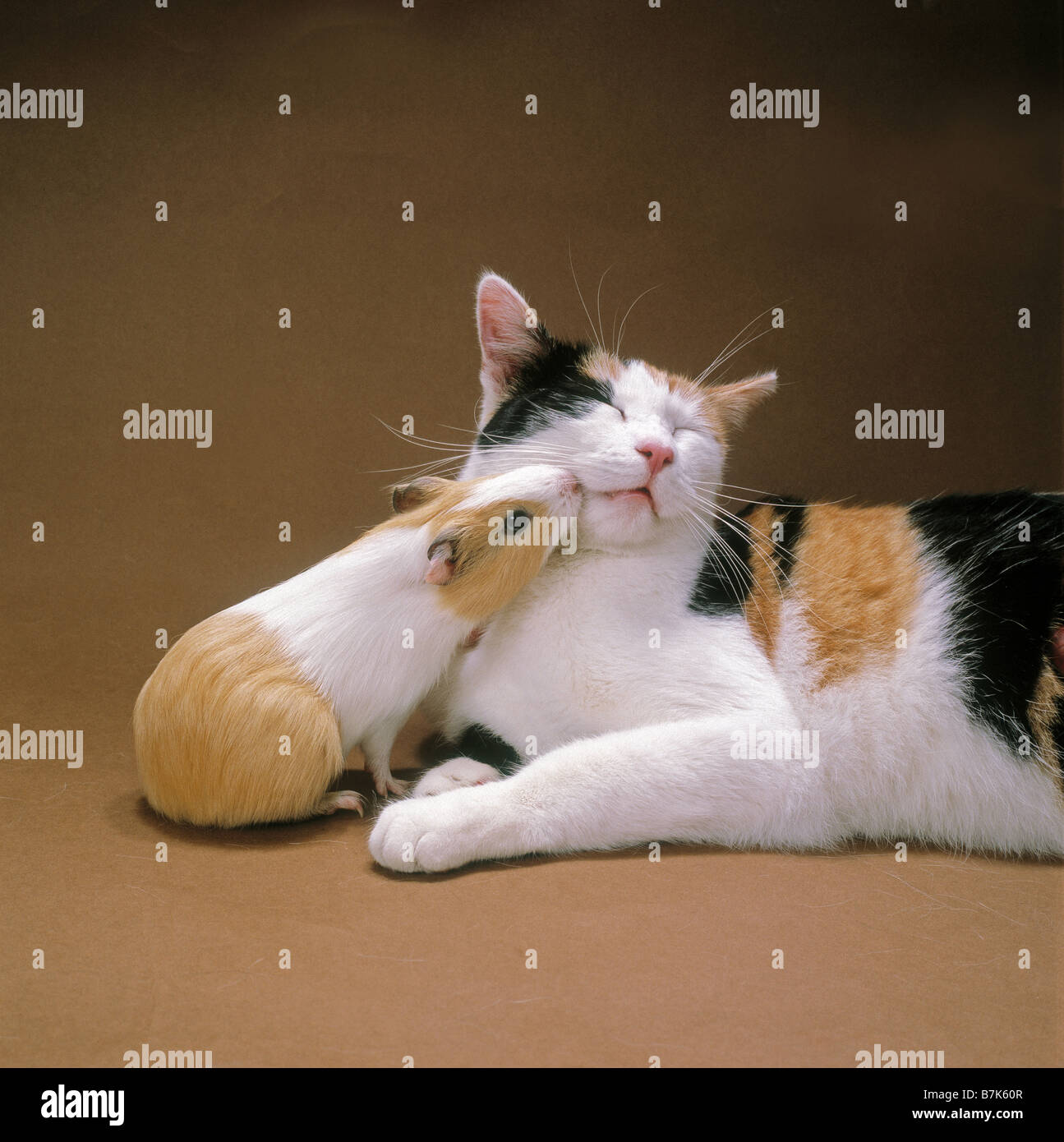 animal friendship : guinea pig and domestic cat Stock Photo - Alamy