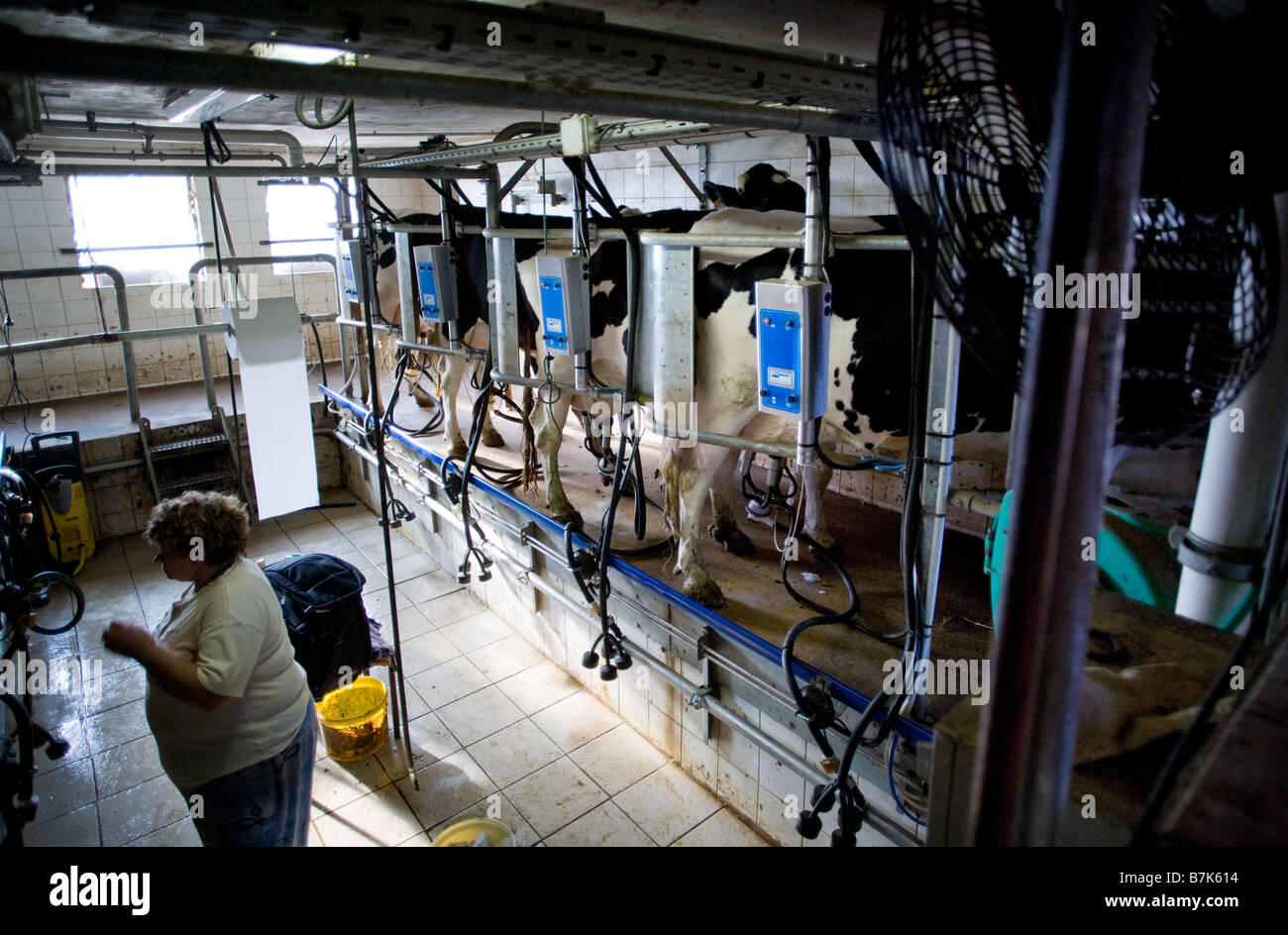 Milk cows on a farm Stock Photo - Alamy