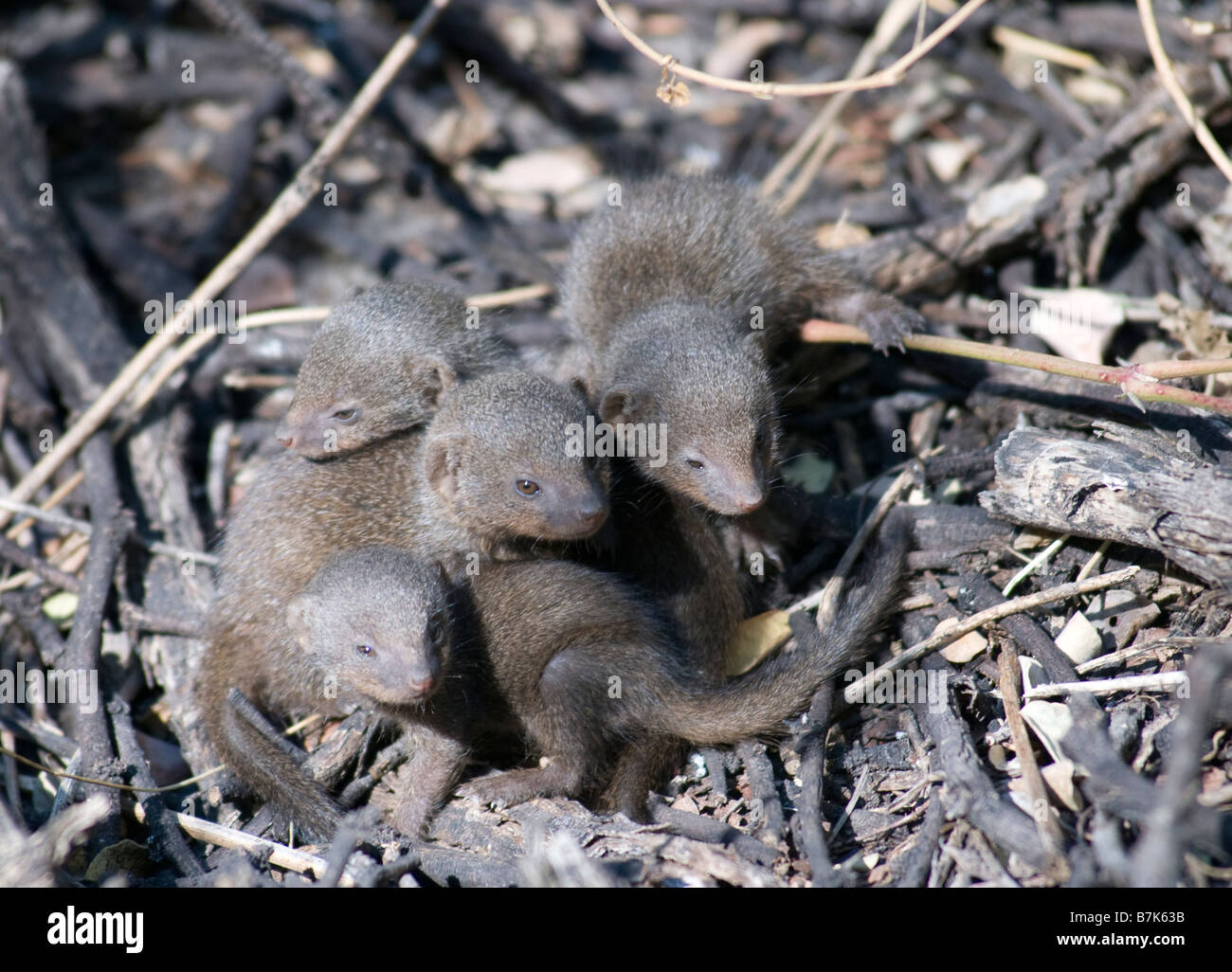 Newborn Mongoose