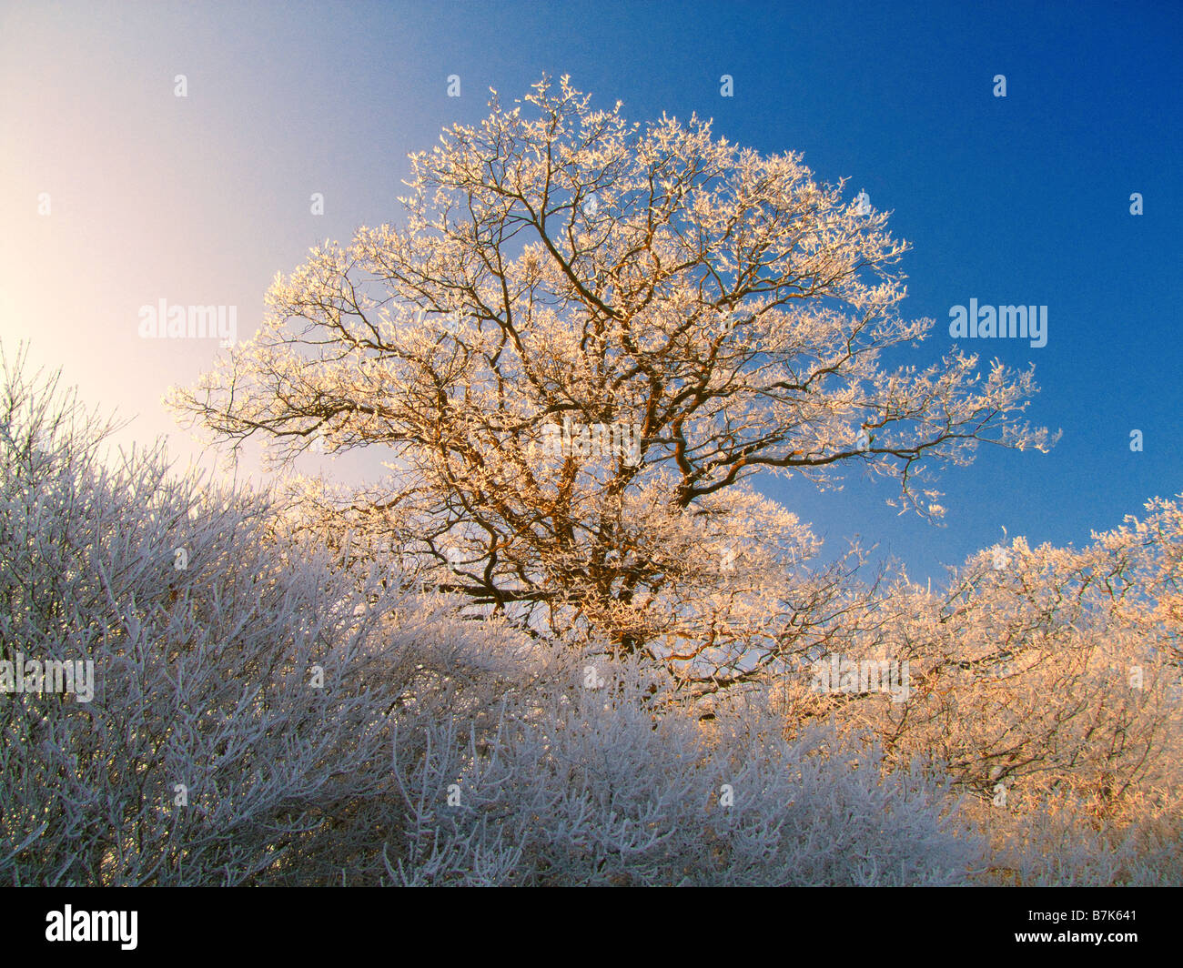 Hoar frost winter Stock Photo - Alamy