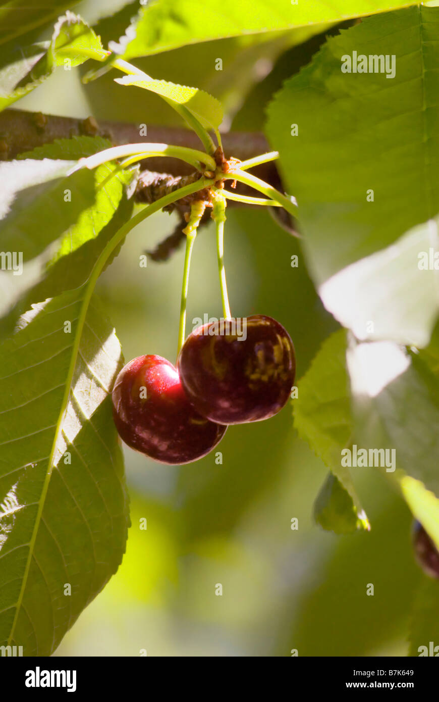 Okanagan centre hi-res stock photography and images - Alamy