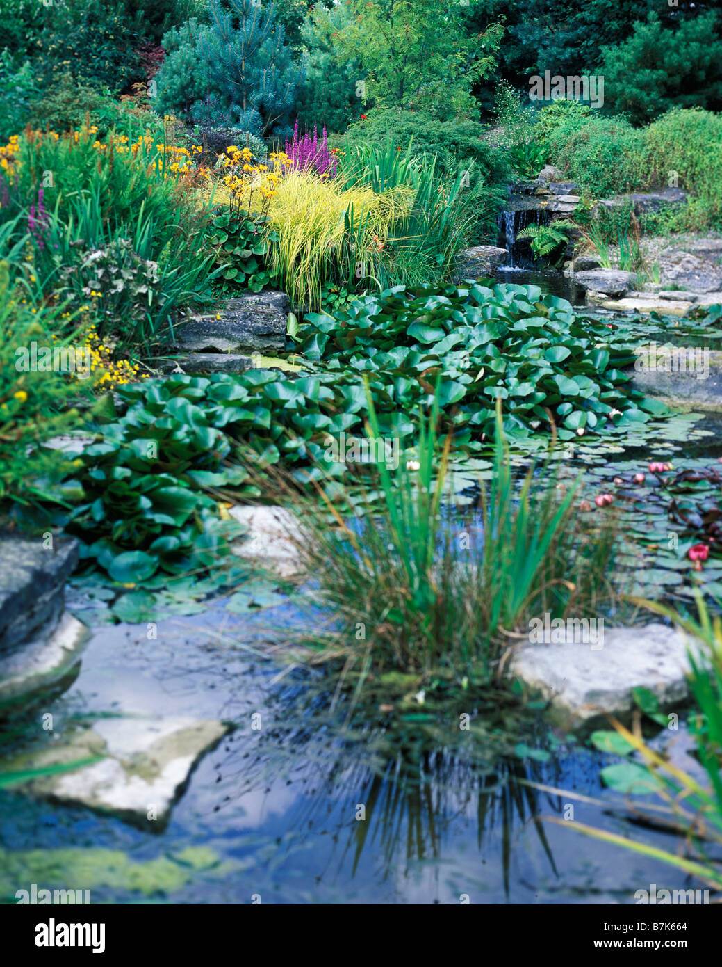 Marginal planting hi-res stock photography and images - Alamy