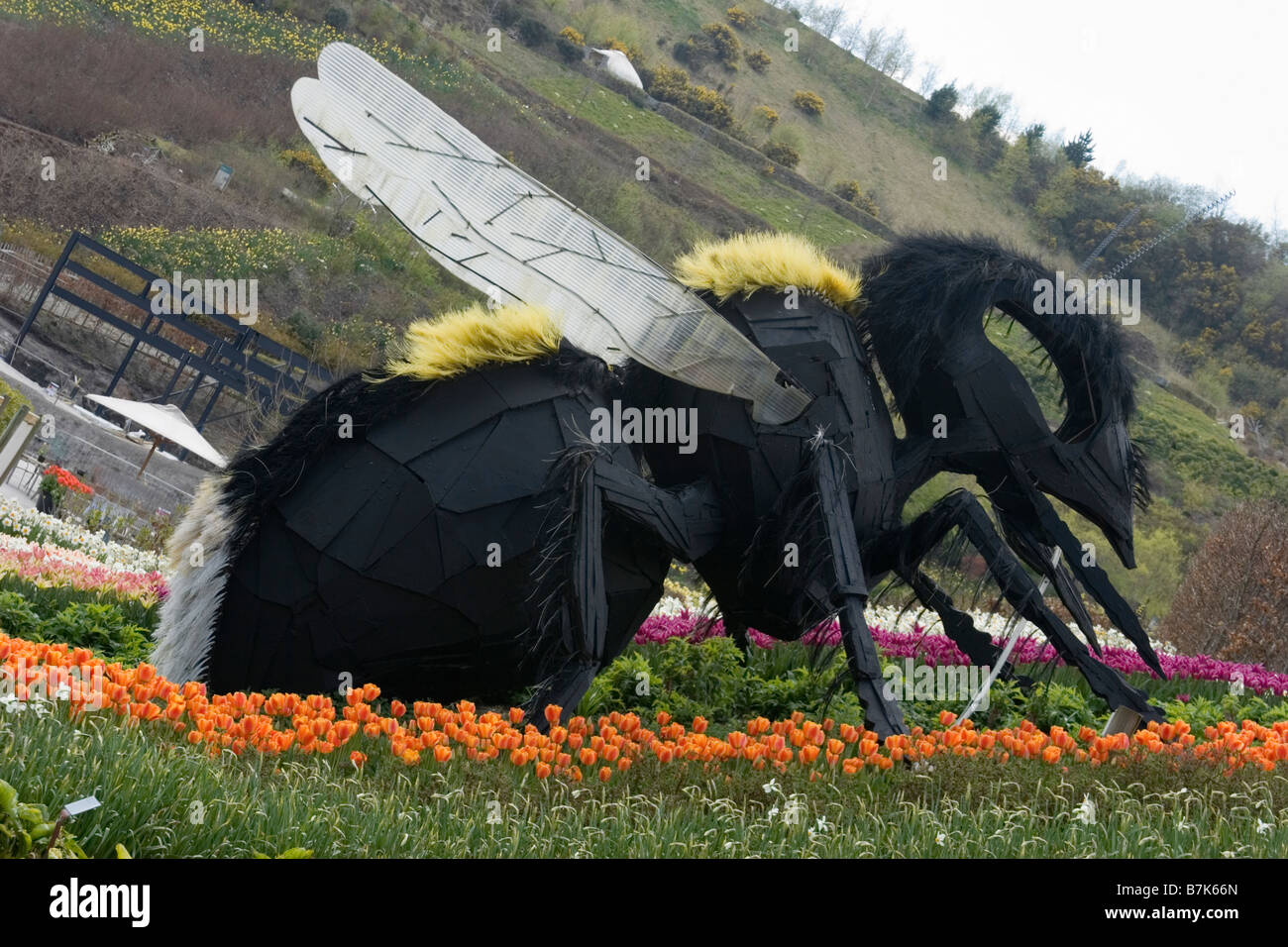 Giant bee hi-res stock photography and images - Alamy