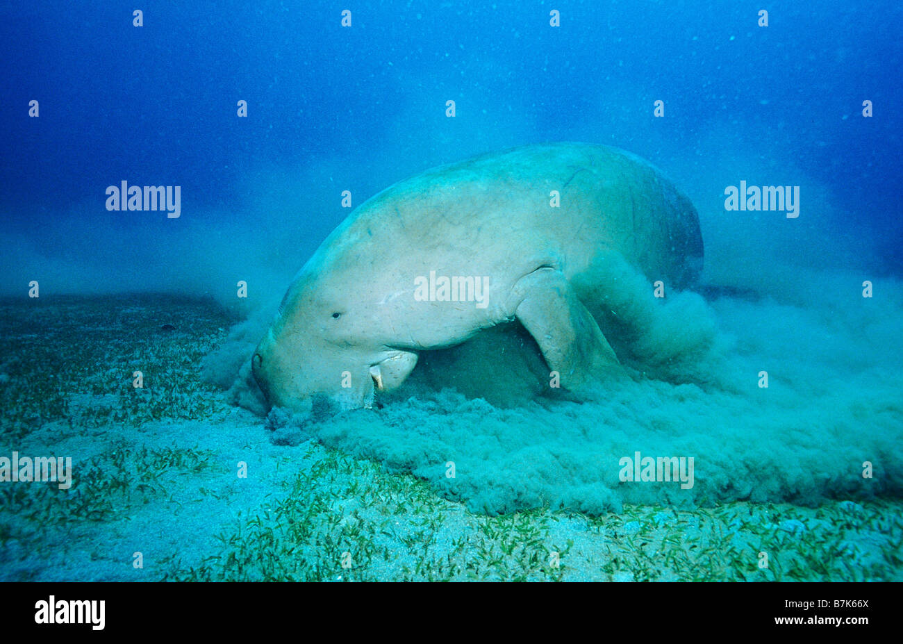 Dugong dugon feeding hi-res stock photography and images - Alamy