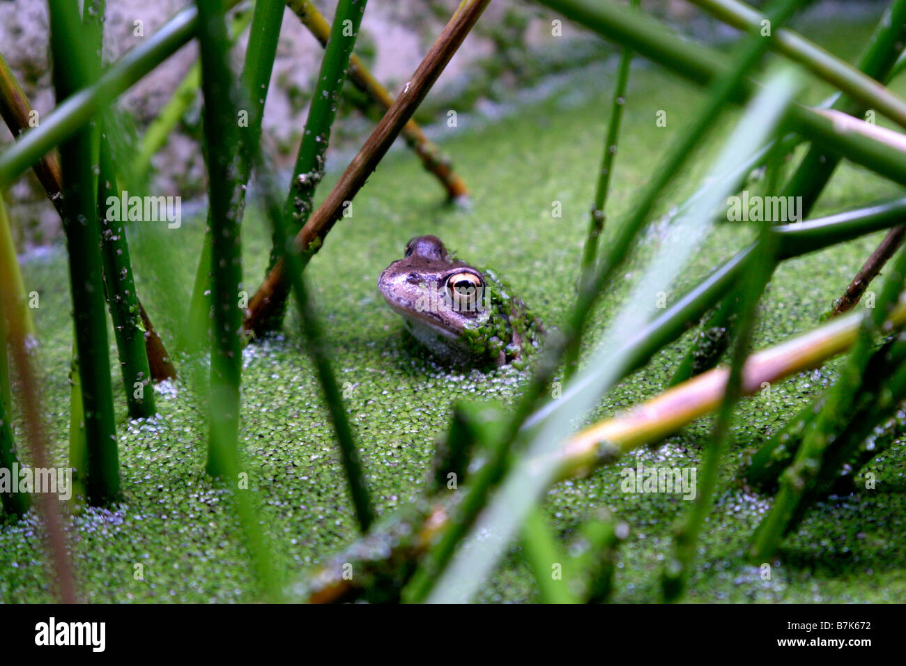 Toad tadpole mouth hi-res stock photography and images - Alamy