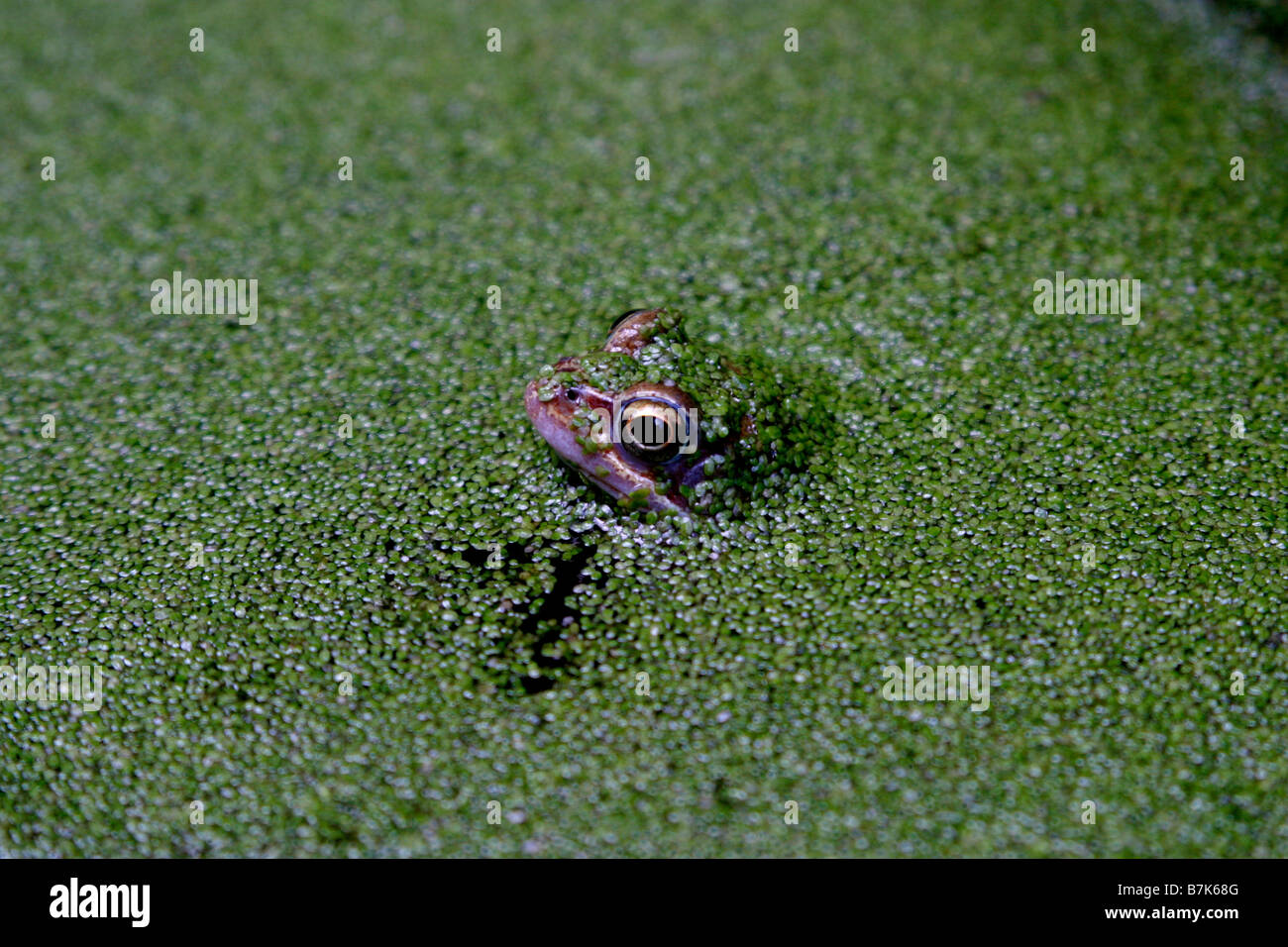 Pondweed pond weed hi-res stock photography and images - Alamy