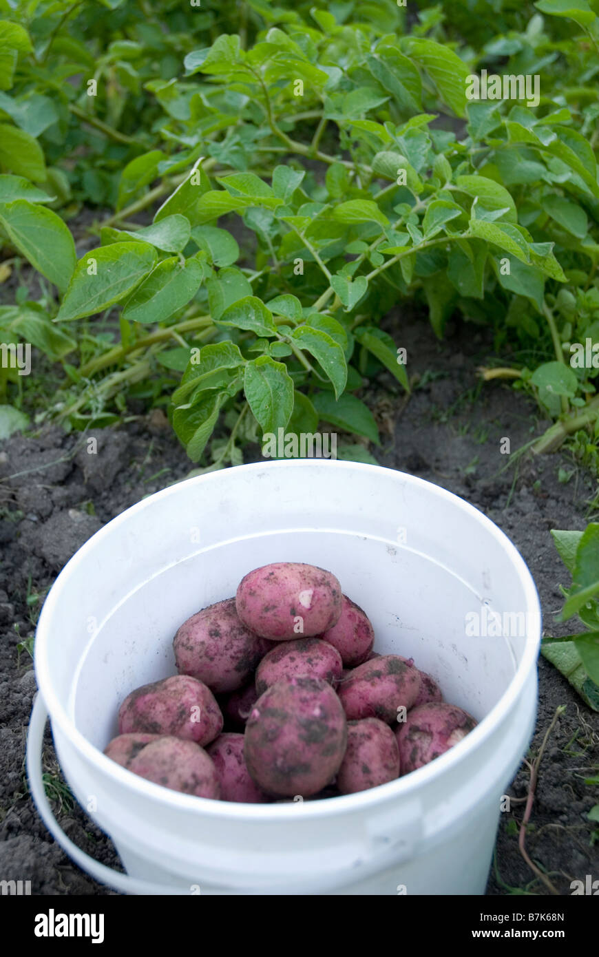 Picked potatoes hi-res stock photography and images - Alamy