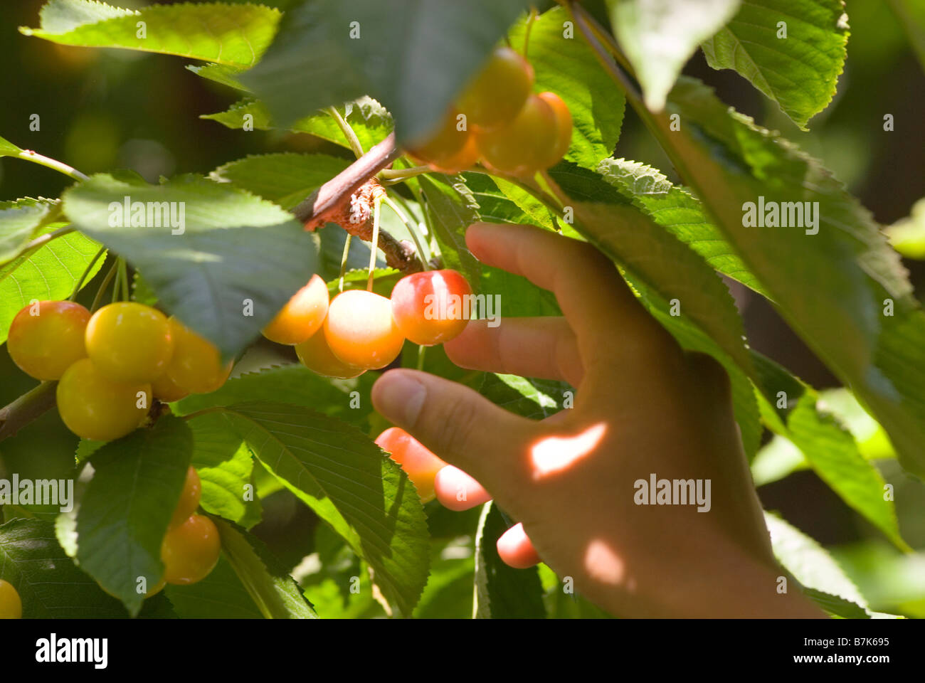 Rainier cherries, a hybrid between Bing and Van cherries, Okanagan ...