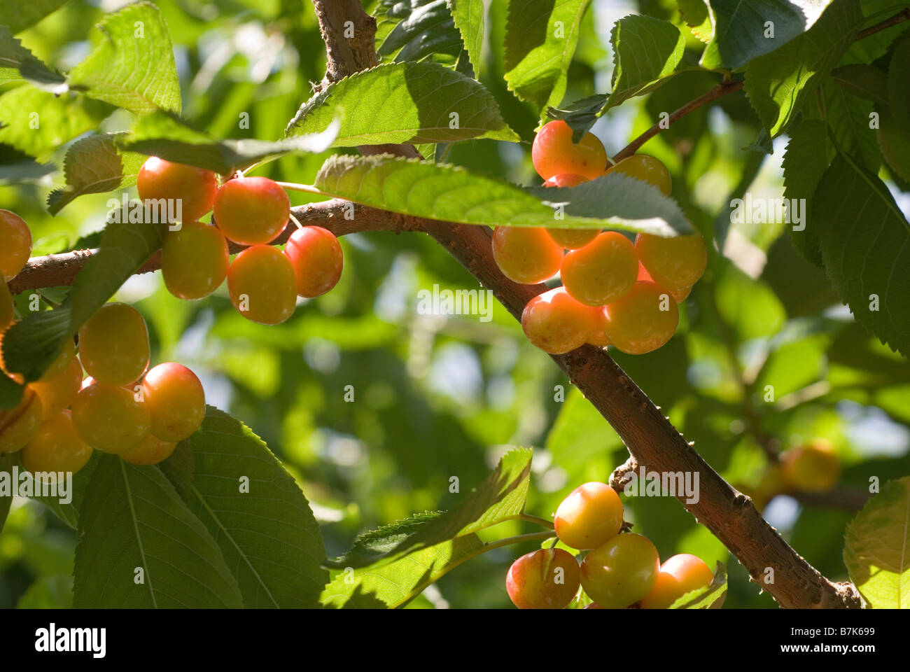 Rainier cherry tree hi-res stock photography and images - Alamy