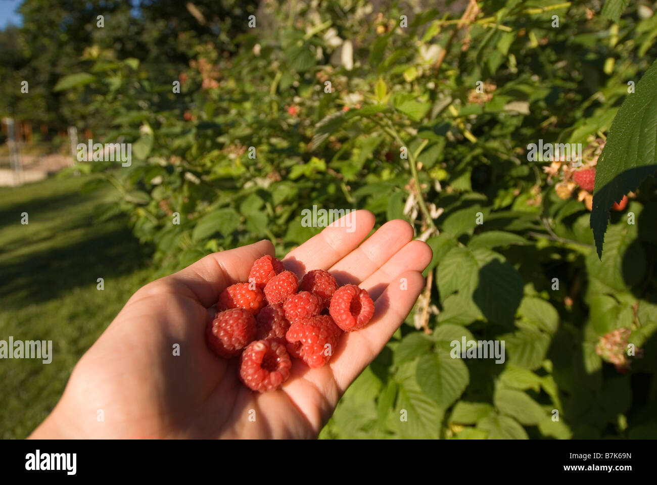 Hand holding fresh raspberries, Okanagan Centre, BC Canada Stock Photo ...