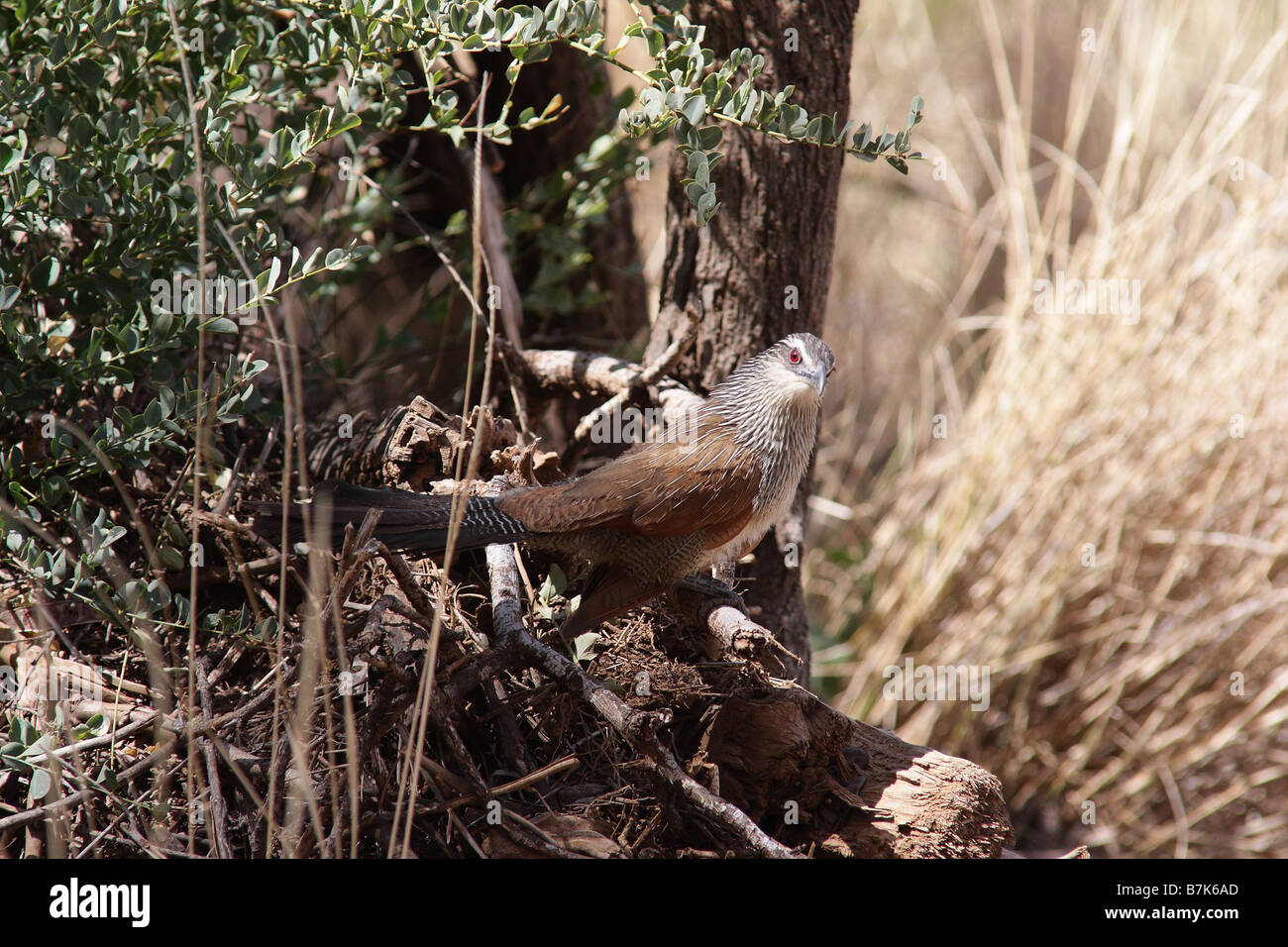 Coucal bird hi-res stock photography and images - Alamy