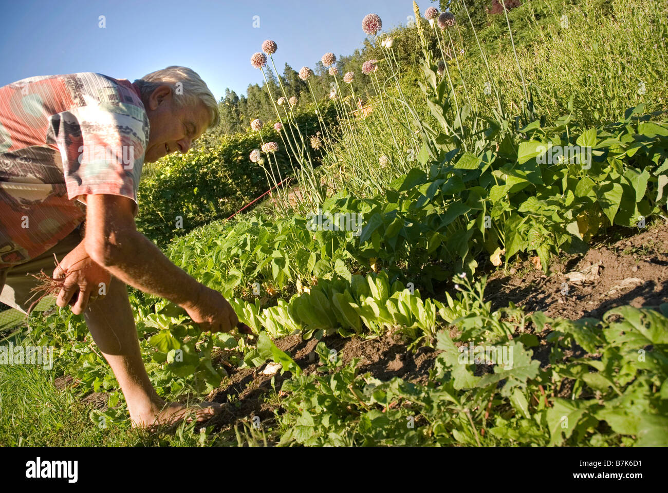 Senior man weeding lettuce in garden, Okanagan Centre, BC Canada Stock ...