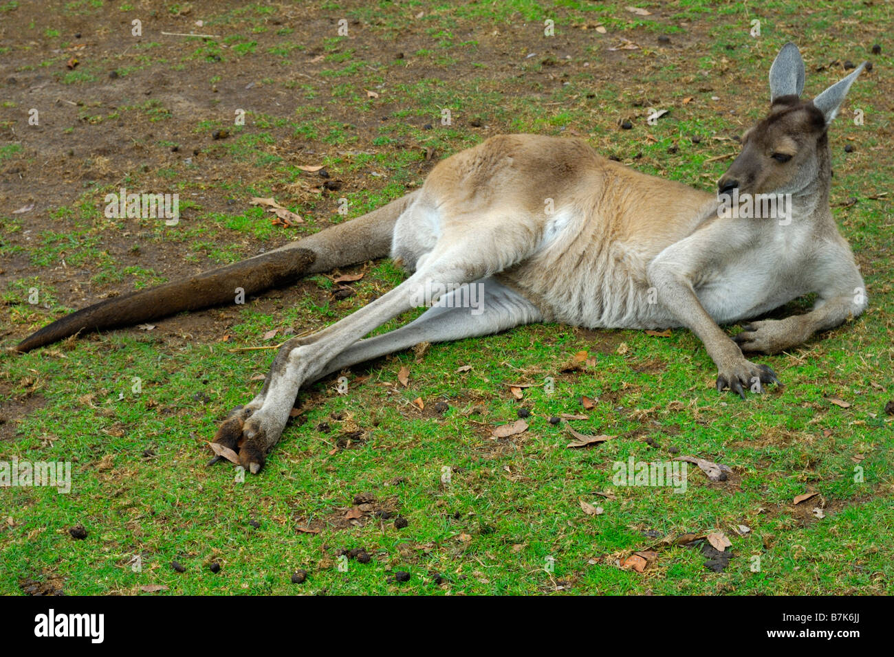 Kangaroo Lying Down High Resolution Stock Photography and Images - Alamy