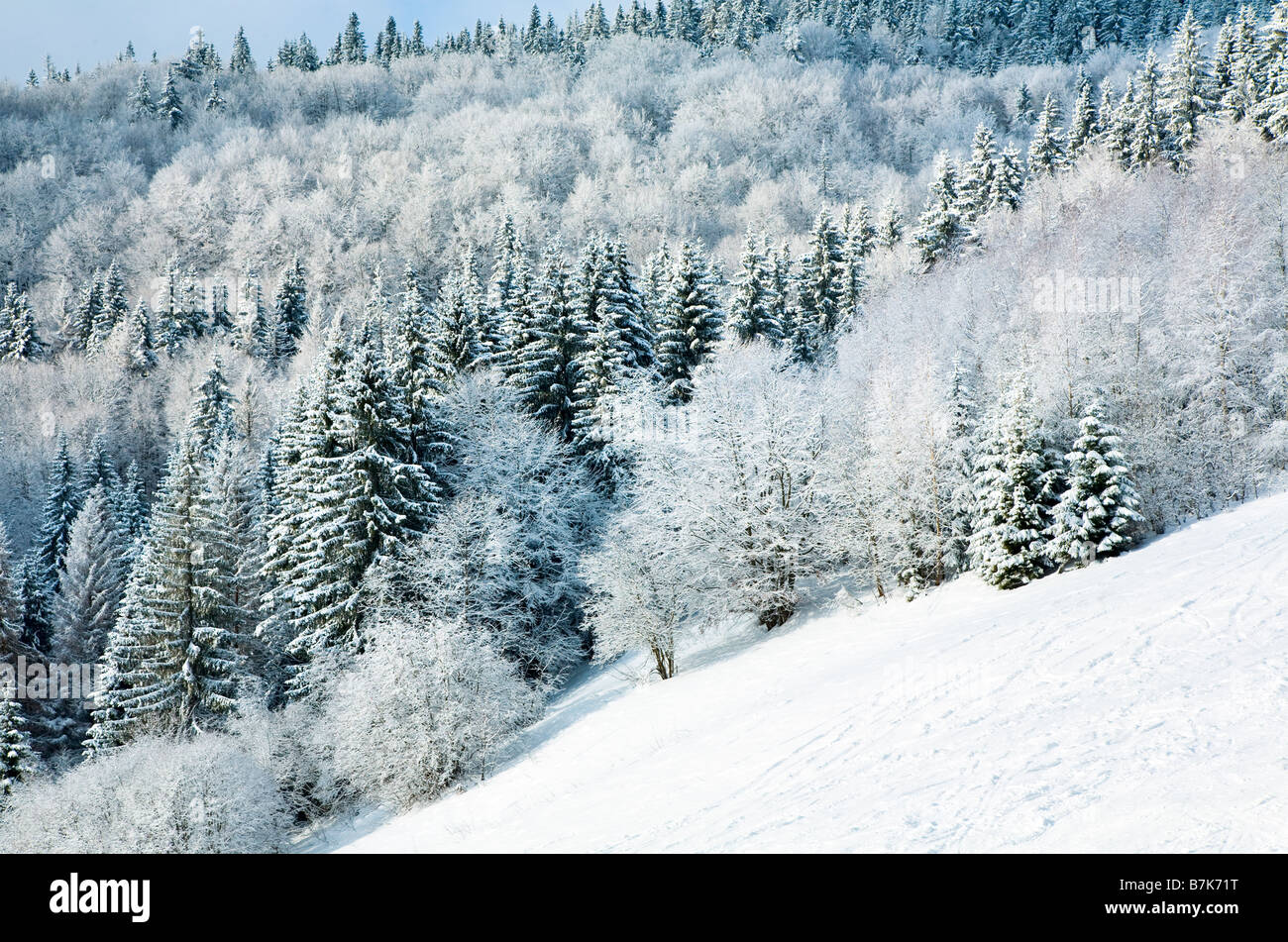 winter calm mountain landscape with rime and snow covered forest and ...