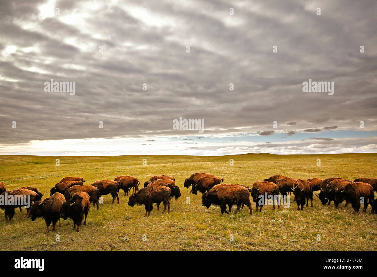 Bison herd saskatchewan hi-res stock photography and images - Alamy