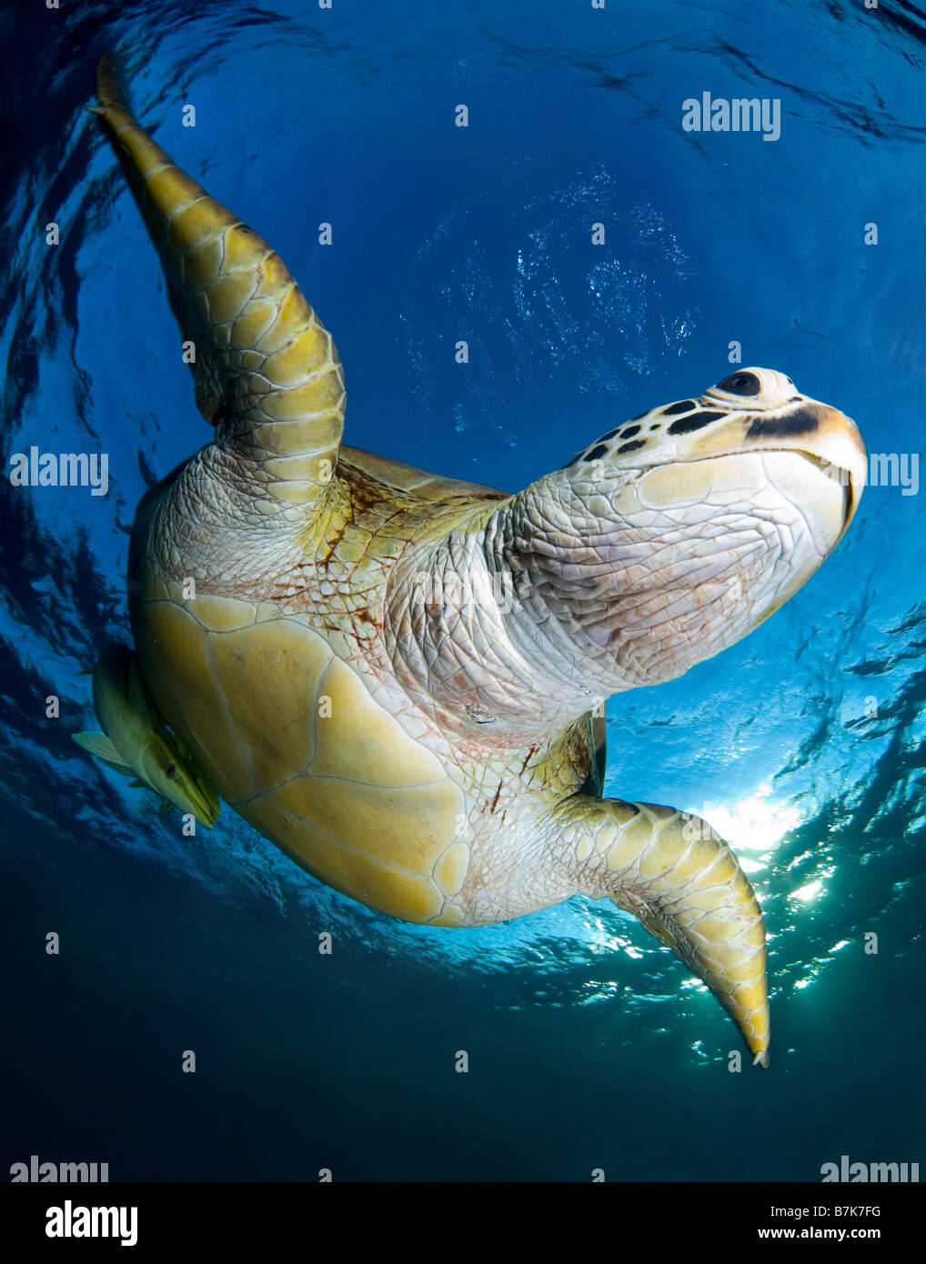 Close up face green sea turtle hi-res stock photography and images - Alamy