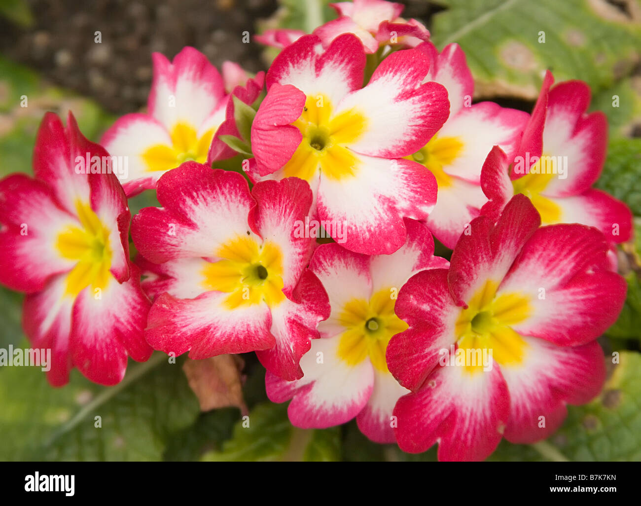 Flora eclipse hi-res stock photography and images - Alamy