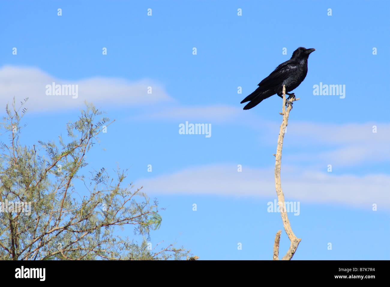 Croaking crow hi-res stock photography and images - Alamy